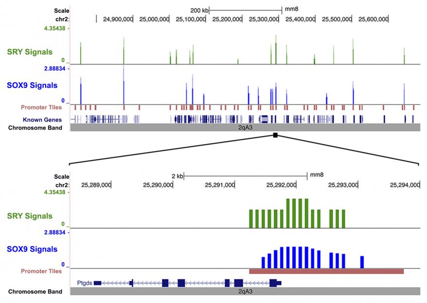 Sry As A Male Specific Genetic Modifier In Human Diseases Laulab